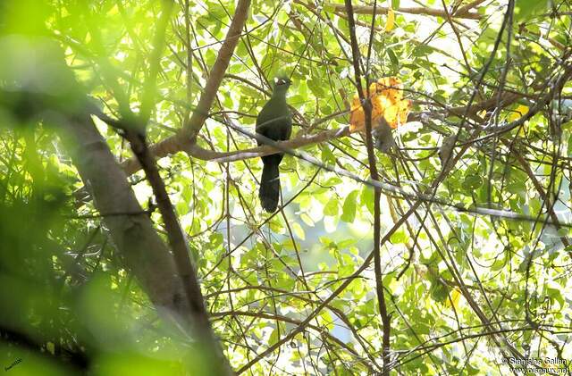 Touraco vert adulte - stan305520