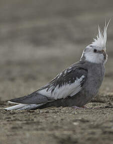 Calopsitte élégante - Nymphicus hollandicus