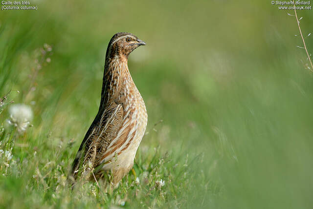 Caille des blés mâle adulte - stbe256693