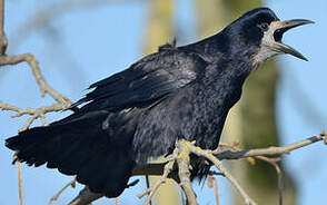Corbeau freux - Corvus frugilegus