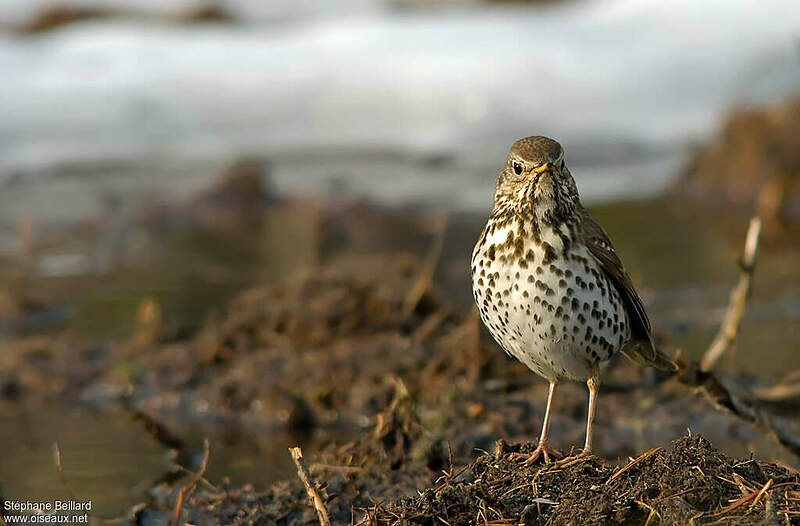 Grive draine adulte - stbe257431