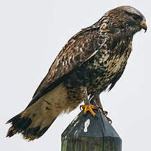 Buse pattue - Buteo lagopus
