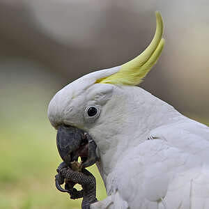 Cacatoès à huppe jaune - Cacatua galerita