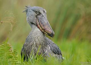 Bec-en-sabot du Nil adulte - stme314985