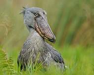 Bec-en-sabot du Nil - Balaeniceps rex