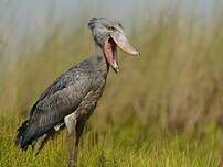 Bec-en-sabot du Nil - Balaeniceps rex