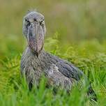 Bec-en-sabot du Nil - Balaeniceps rex
