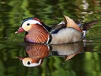 Canard mandarin - Aix galericulata