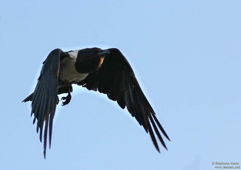 Corbeau pie - stme200968