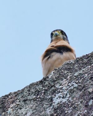 Seychelles Kestrel - Falco araeus