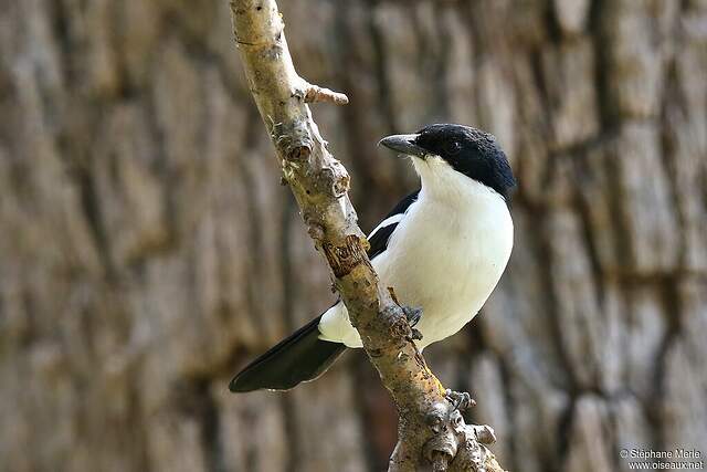 Gonolek à ventre blanc adulte - stme210683