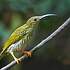 Streaked Spiderhunter 1 - alphabetic order by Stéphane Merle - ref:stme