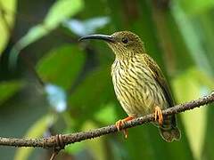 Streaked Spiderhunter 1 - alphabetic order by Stéphane Merle - ref:stme