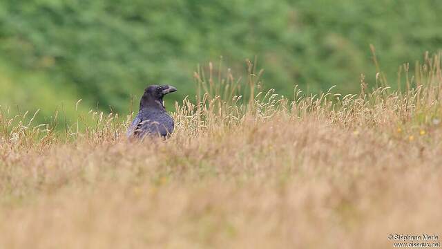 Grand Corbeau adulte - stme203801