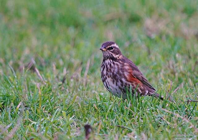 Grive mauvis - Turdus iliacus - stme332864