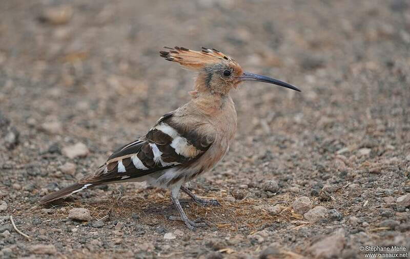 Huppe fasciée adulte - stme357737