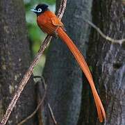 Monarchidés - Oiseaux.net