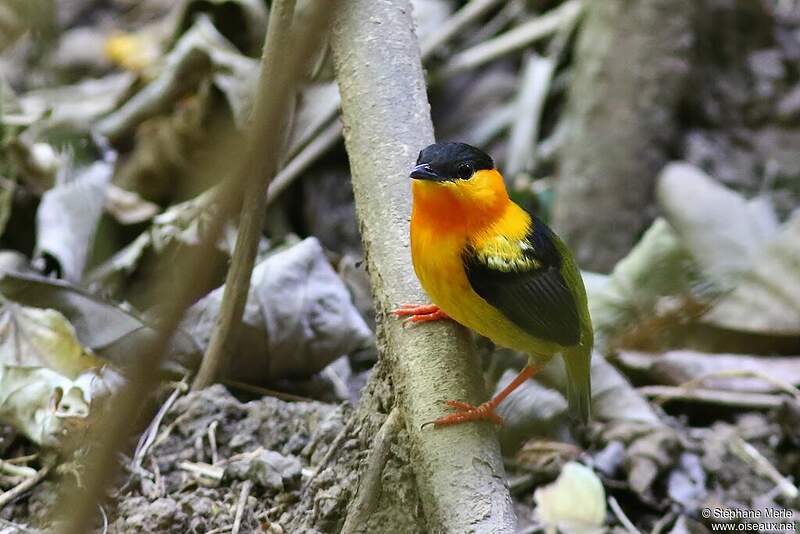 Manakin à col orange mâle adulte - stme265239