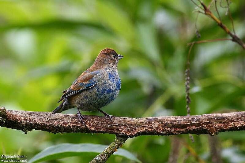 Passerin indigo mâle subadulte - stme264847