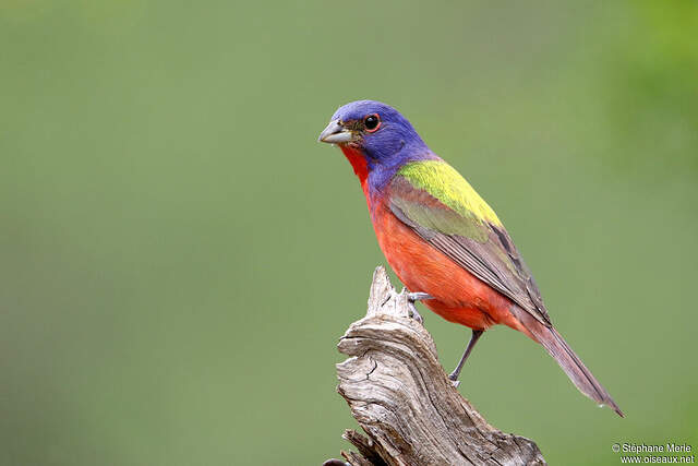 Passerin nonpareil adulte - stme265549