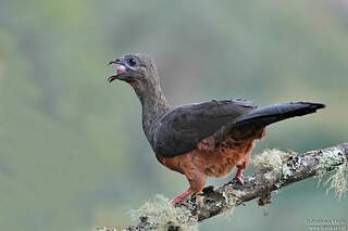 Pénélope de Goudot adulte - stme349727