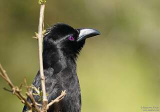 Piapiac africain adulte - stme315239