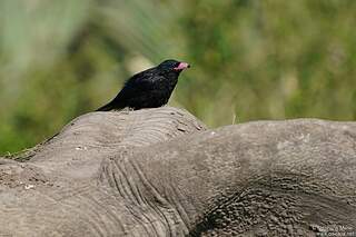 Piapiac africain immature - stme315240