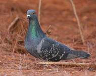 Pigeon biset - Columba livia