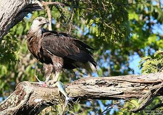 Pygargue de Madagascar adulte - stme201679