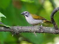 Buff-throated Saltator - Saltator maximus