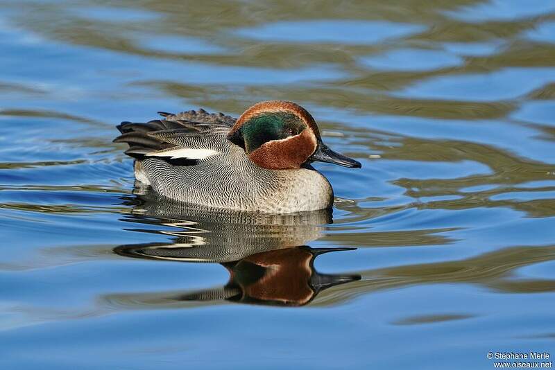 Sarcelle d'hiver mâle adulte - stme335679