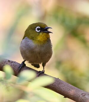 Malagasy White-eye - Zosterops maderaspatanus