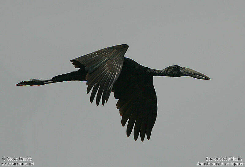 African Openbill - Anastomus lamelligerus adult post breeding - stga49883