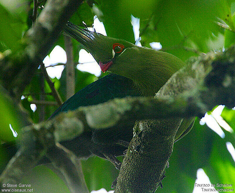 Schalow's Turaco - Tauraco schalowi male adult breeding - stga49368