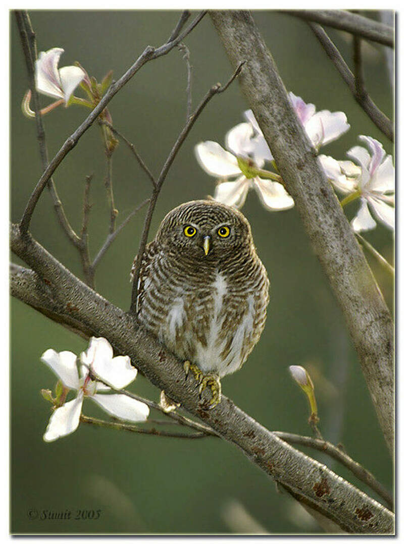 Asian Barred Owlet - Glaucidium cuculoides - suse8069