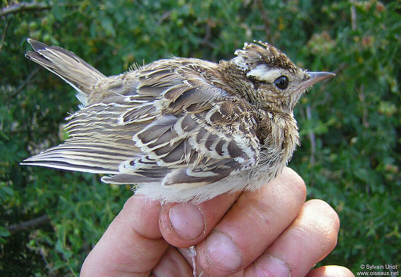 Alouette lulu juvénile - syur219055