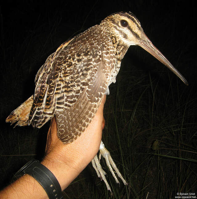 Giant Snipe - Gallinago undulata adult - syur217661
