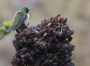 Colibri d'El Oro - Oreotrochilus cyanolaemus