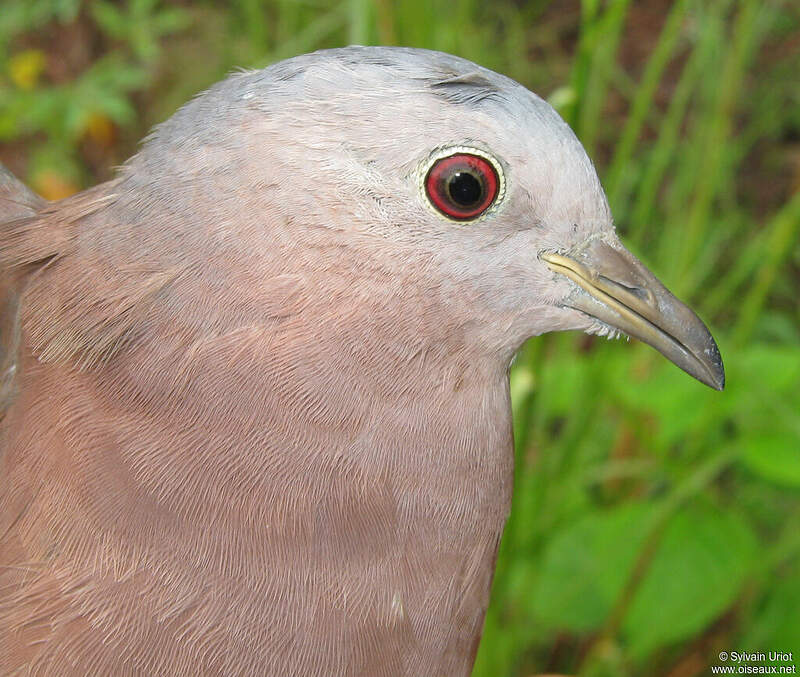Colombe rousse mâle adulte - syur217734