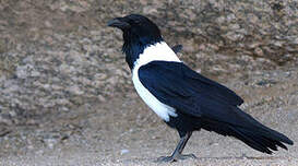 Corbeau pie - Corvus albus
