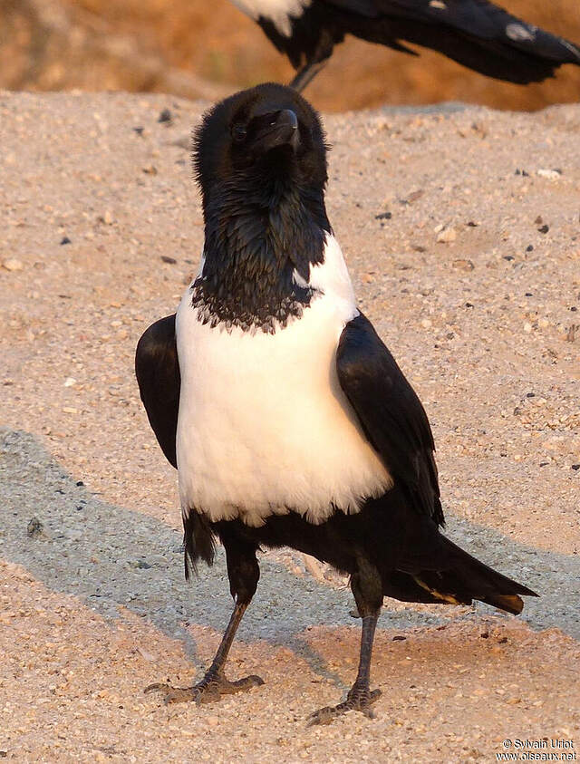 Corbeau pie - syur229183