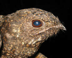 Short-tailed Nighthawk - Lurocalis semitorquatus