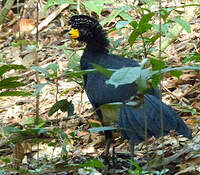 Black Curassow - Crax alector