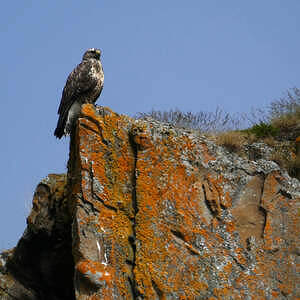Buse pattue - Buteo lagopus