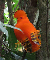 Coq-de-roche orange - Rupicola rupicola