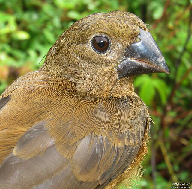 Chestnut-bellied Seed Finch - Sporophila angolensis female adult ...