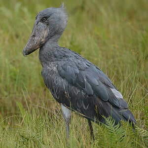 Bec-en-sabot du Nil - Balaeniceps rex