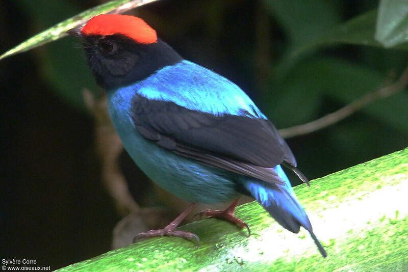 Blue Manakin - Chiroxiphia caudata male adult - syco178706