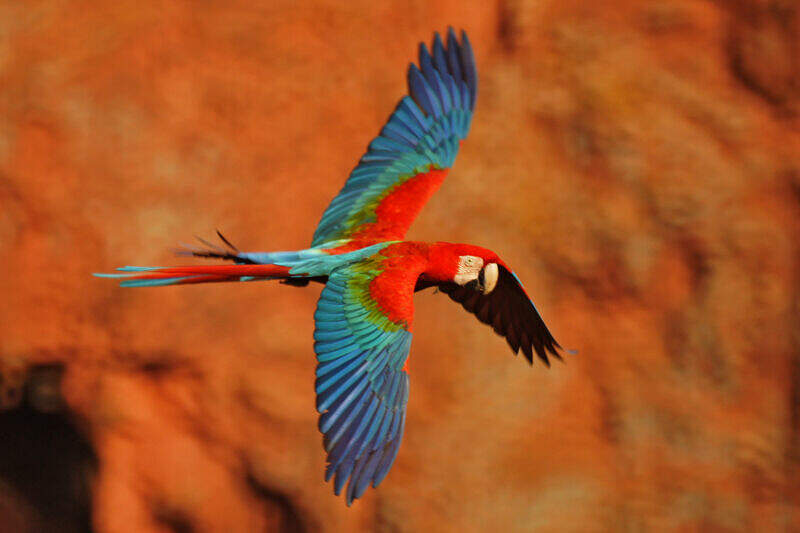 Ara chloroptère adulte - thbe189525