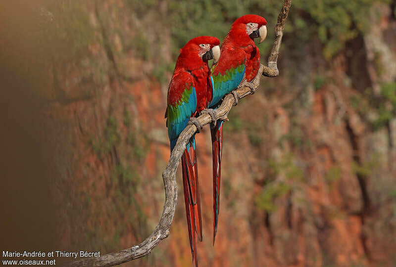 Ara chloroptère adulte - thbe208348